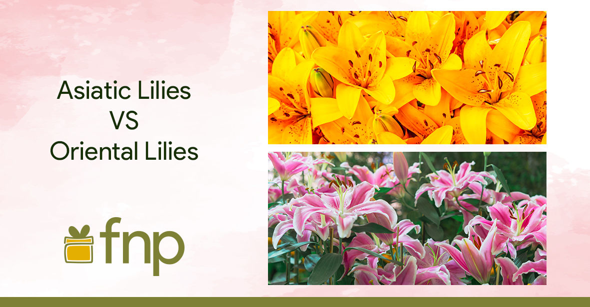 Difference between Asiatic and Oriental Lilies - FNP Difference between Asiatic and Oriental Lilies - FNP