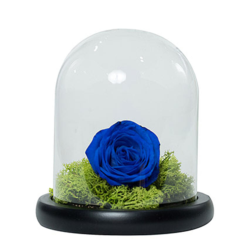 Forever Roses, Preserved Rose, Infinity Roses - FNP