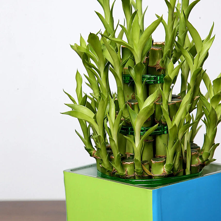 Online 3 Layer Bamboo Plant For Birthday Gift Delivery in UAE - Ferns N ...