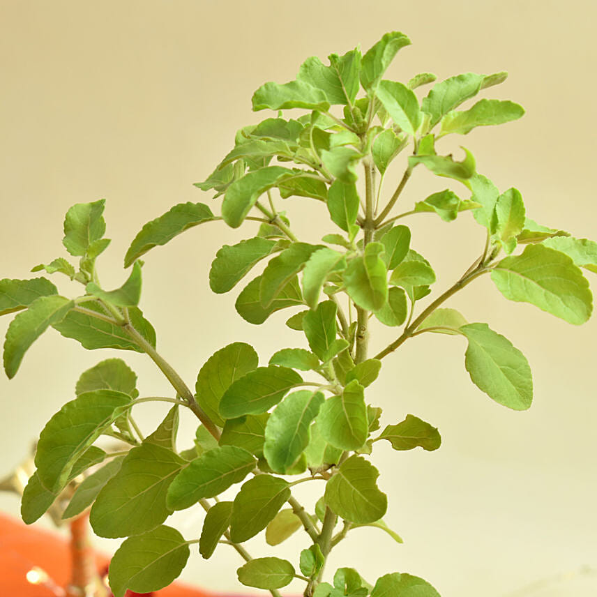 Online Tulsi Plant Big Diya and Ganesha Idol Gift Delivery in UAE - FNP