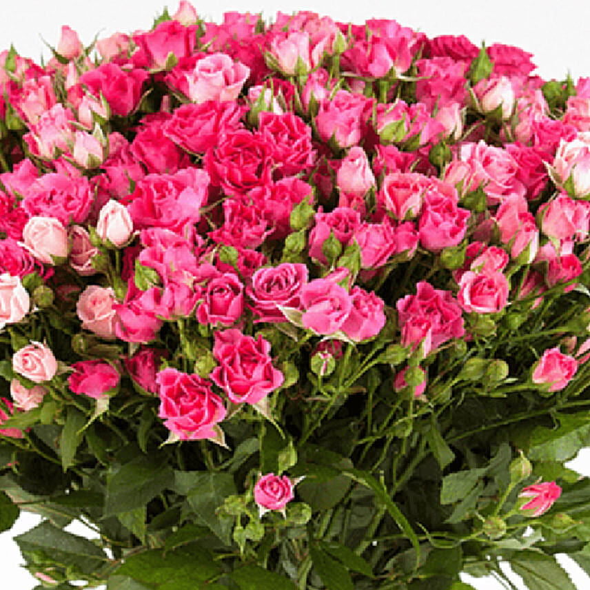 Online 30 Stems Dark Pink Spray Roses Bunch Gift Delivery in Qatar - FNP